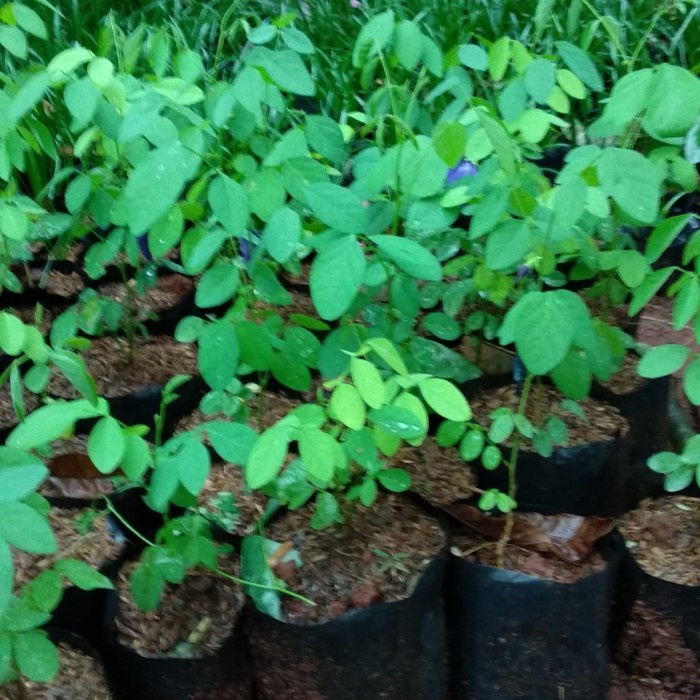 Jual tanaman herbal bunga telang ungu - bibit kembang teleng telong ...