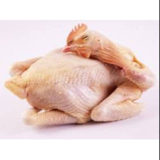 Jual Daging ayam kampung utuh | Shopee Indonesia