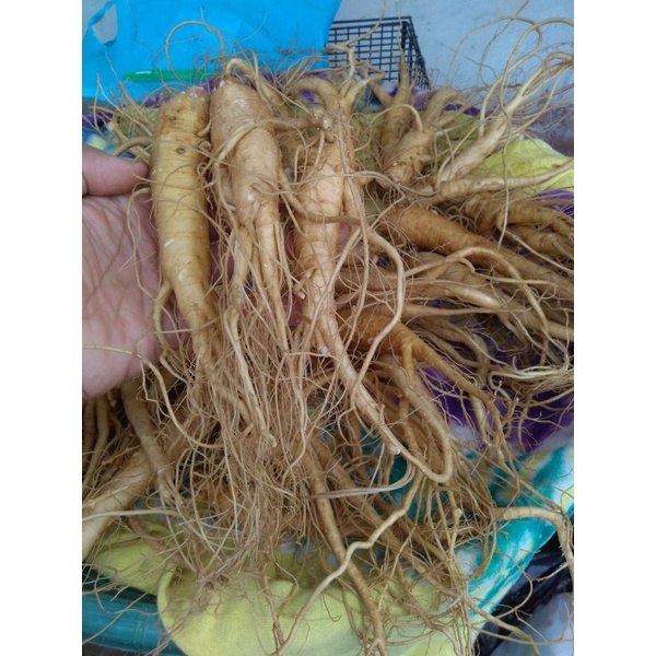 Jual paket hemat ginseng,merah korea 3,batang & 4,(COD) | Shopee Indonesia