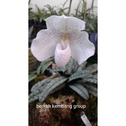 Jual Bunga Anggrek Paphiopedilum (ground white) | Shopee Indonesia