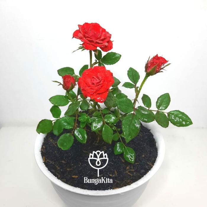 Jual Tanaman Hias Bunga Mawar sudah berikut pot putih Tanaman hias ...