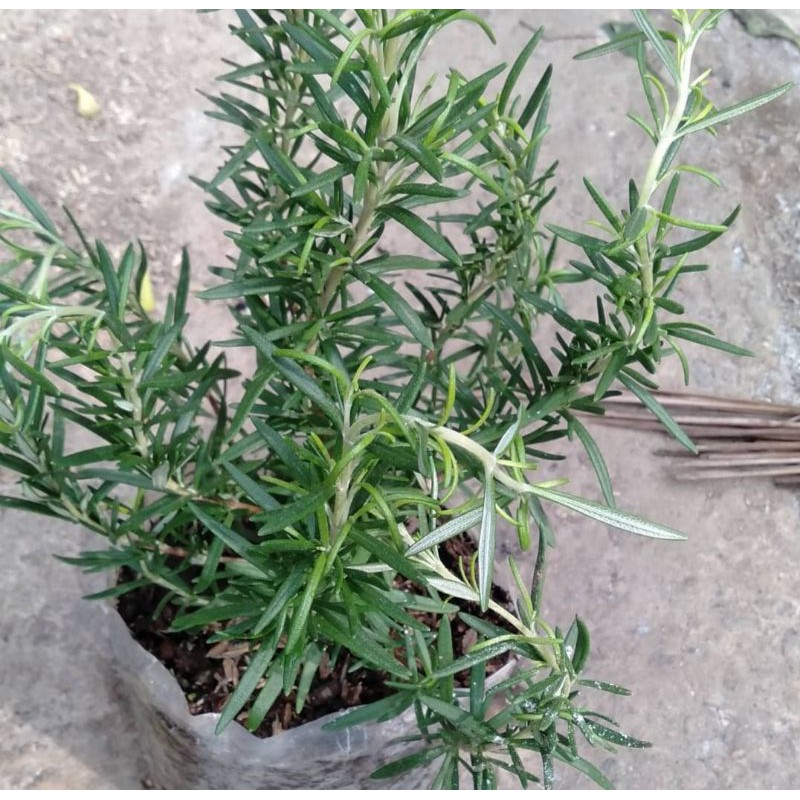 Jual tanaman toga dan bumbu dapur rosemary murah | Shopee Indonesia