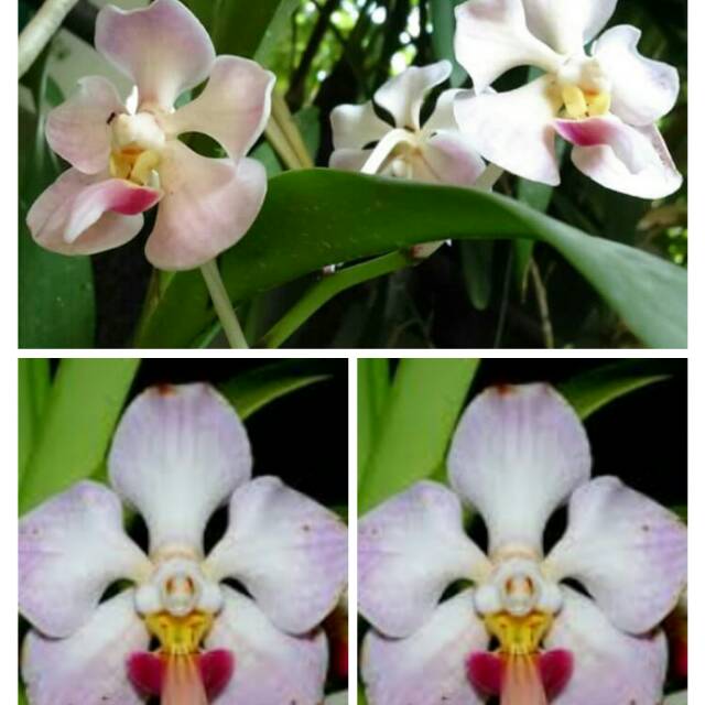 Jual Anggrek spesies vanda foetida remaja rawatan | Shopee Indonesia