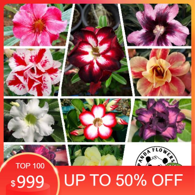 Jual Paket 10 jenis bibit tanaman hias Adenium kemboja jepang bunga ...