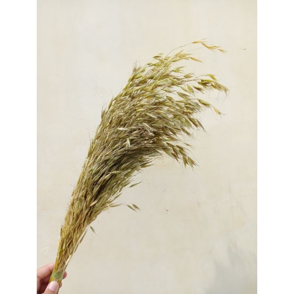 Jual Padi-padian Pecah/Avena/Dried Flower/Bunga Kering/Dekorasi Rustic ...