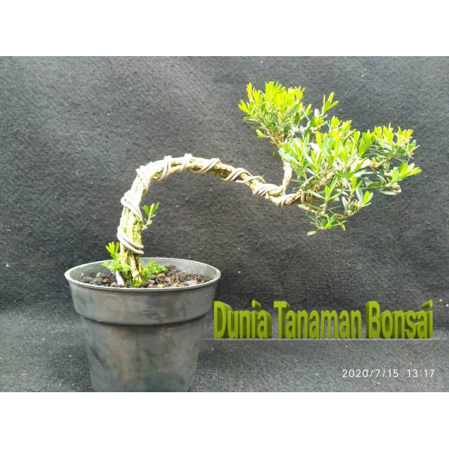 Jual Tanaman bonsai boksus atau boxsus | Shopee Indonesia