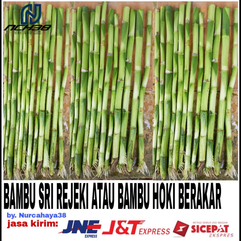 Jual BAMBU HOKI| BAMBU SRI REJEKI| LUCKY BAMBOO | Batangan | Shopee ...
