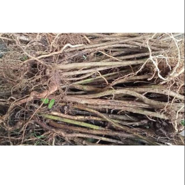 Jual Akar kayu aquascape senggani biasa di | Shopee Indonesia