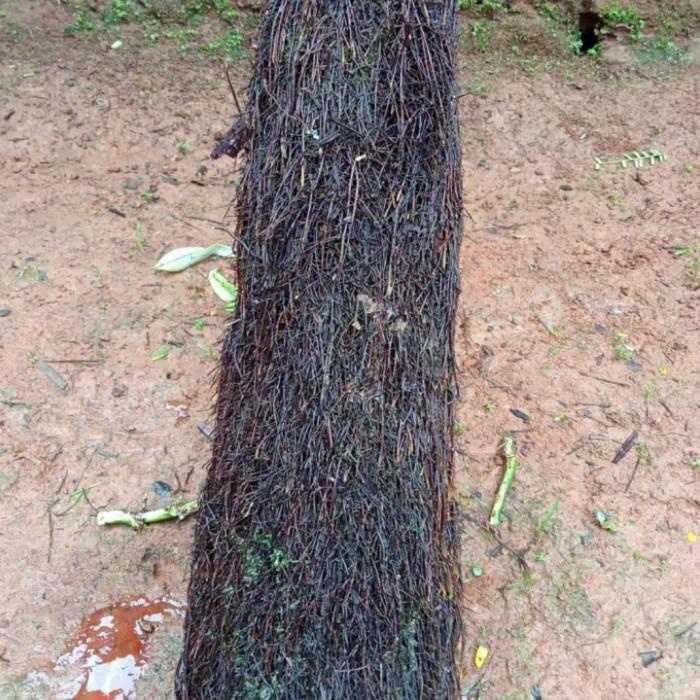 Jual Butsu | Pohon Pakis Paku Media Tanam Anggrek Dan Rambat 1Mtr ...