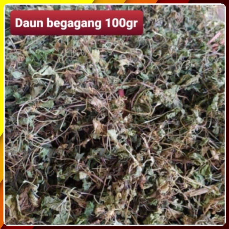Jual Daun Pegagang Kering 100gr / Daun Antanan Kering / Daun Kaki Kuda ...