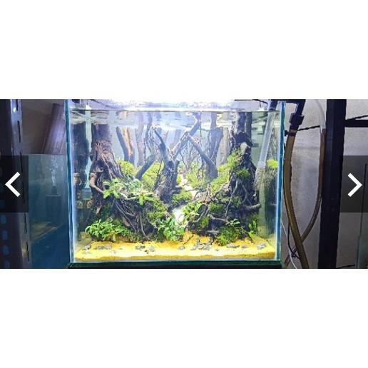 Jual AQUARIUM KACA UKURAN 40X30X30 CM | Shopee Indonesia