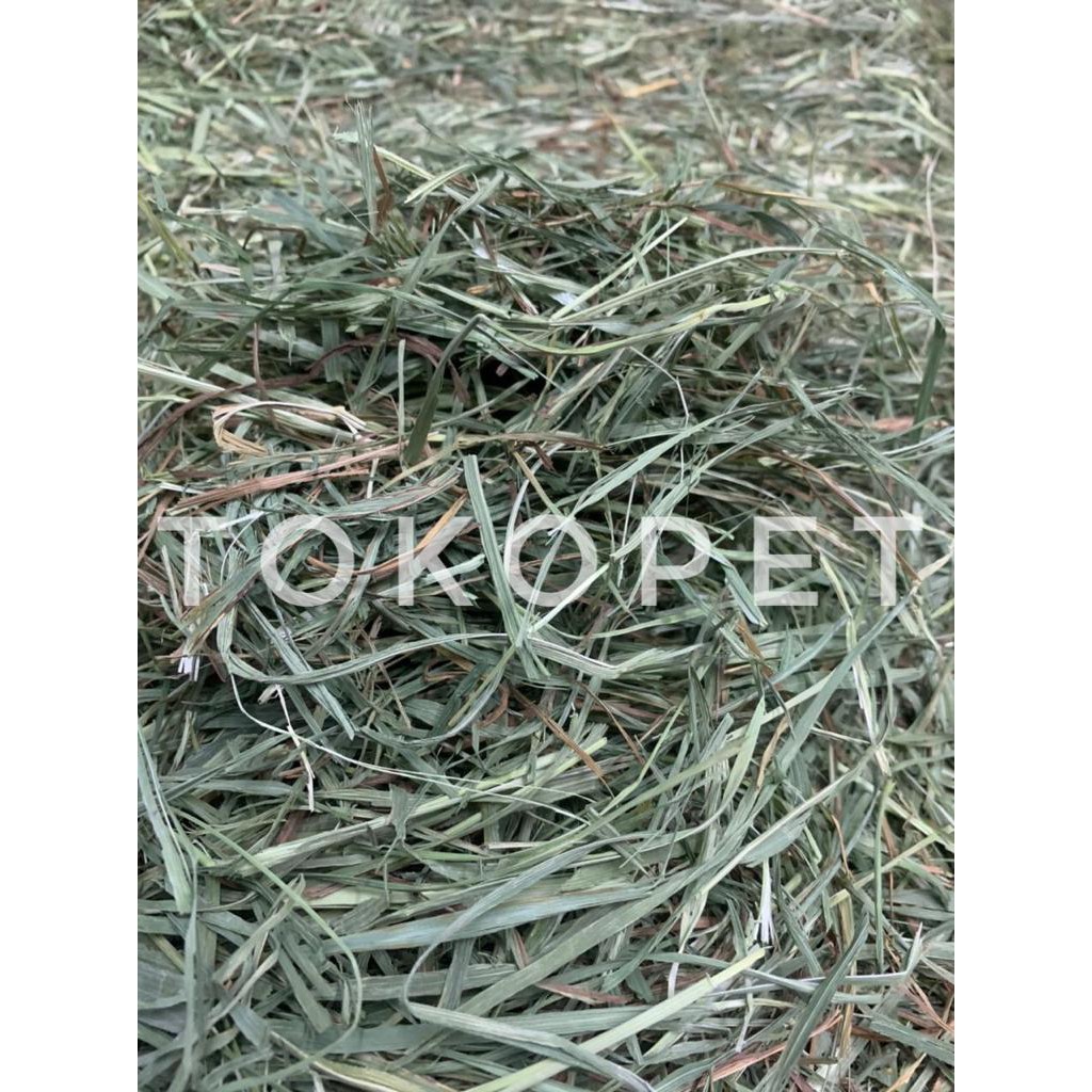 Jual Rumput Timothy Hay Special Hay 1kg Rumput Hay Timothy Makanan ...