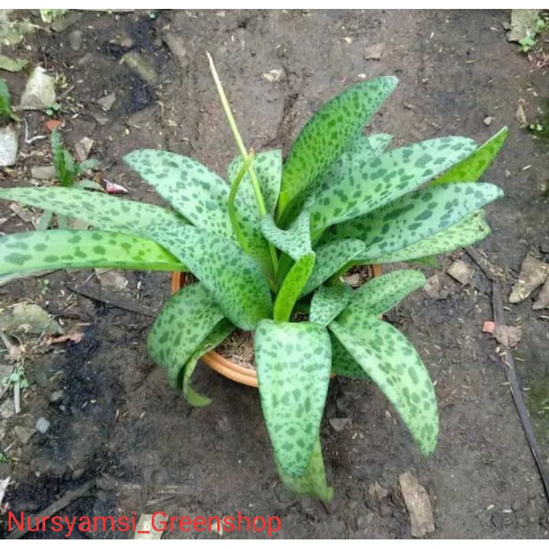 Jual tanaman hias lidah katak - tanaman indoor - Tanaman lidah katak ...
