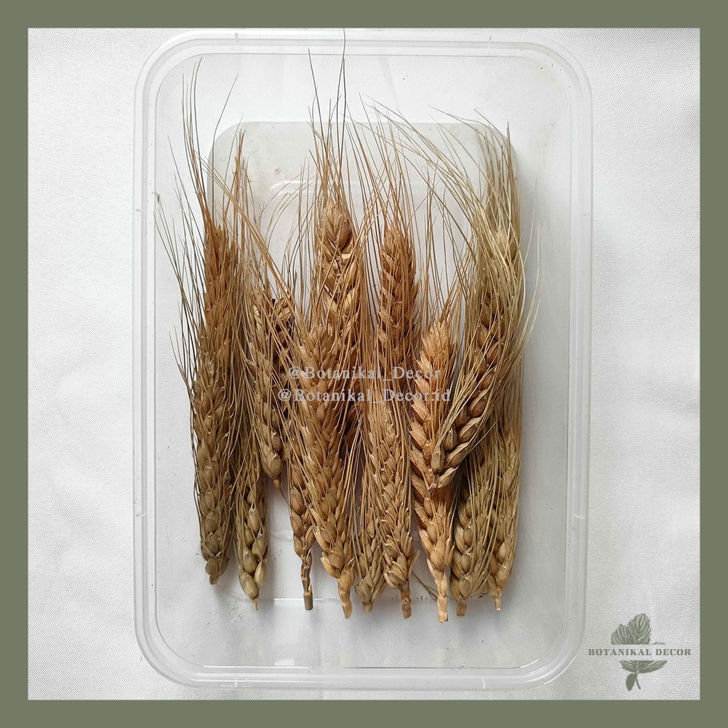 Jual Dried Flower Wheat Head Kepala Bunga Kering Asli Gandum Padi Box ...