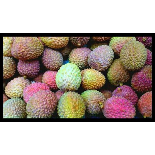 Jual Produk Unggulan Unggulan Bibit Tanaman Buah Leci Ungu Pelangi Tricolor Langka Asli