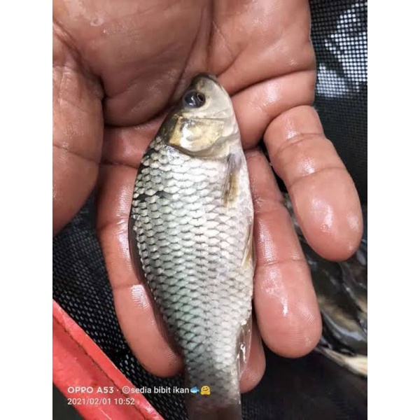 Jual bibit ikan mas hitam ukuran 3jari | Shopee Indonesia