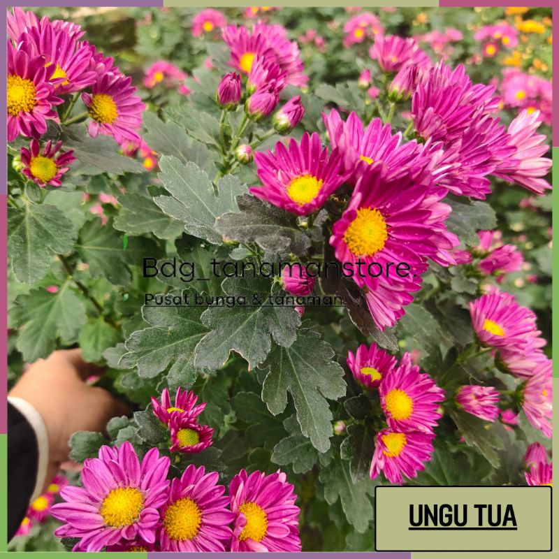 Jual TANAMAN BUNGA KRISAN SERUNI ASTER BERBUNGA CANTIK | Shopee Indonesia