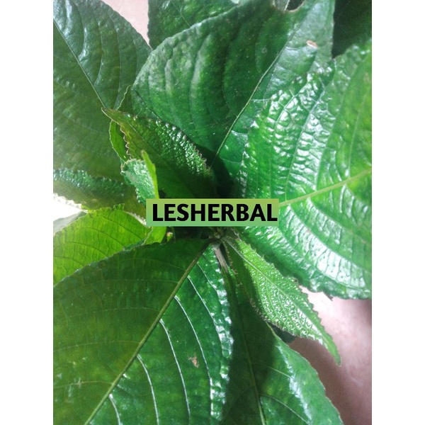 Jual daun keji beling atau kibeling segar 1kg | Shopee Indonesia Jual daun keji beling atau kibeling segar 1kg | Shopee Indonesia