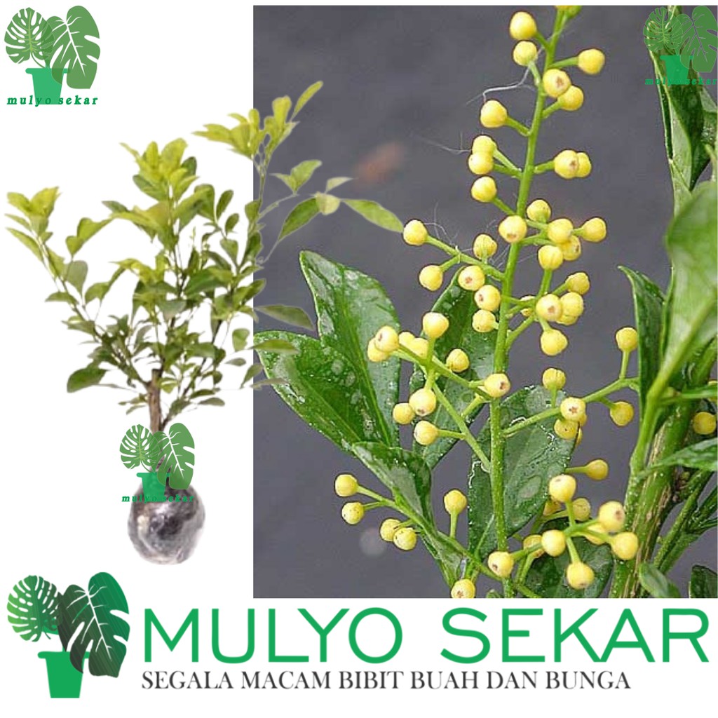 Jual Tanaman Pacar Cina - bibit tanaman hidup | Shopee Indonesia