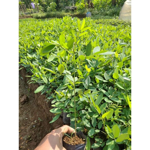 Jual Bibit Indigofera PAKET 25 BATANG Siap Tanam Bernutrisi Tinggi ...