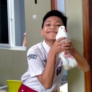 Jual Burung Merpati Putih Terlengkap & Harga Terbaru Mei 2025 | Shopee ...