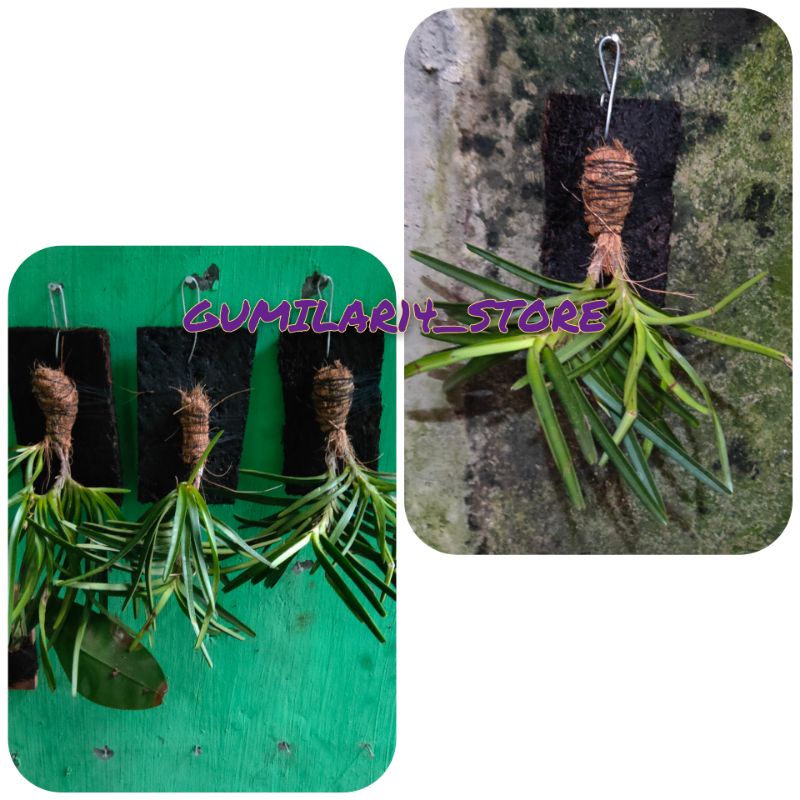 Jual Anggrek Vanda Mini Dewasa siap Bunga 2 plant + Media Papan Pakis ...
