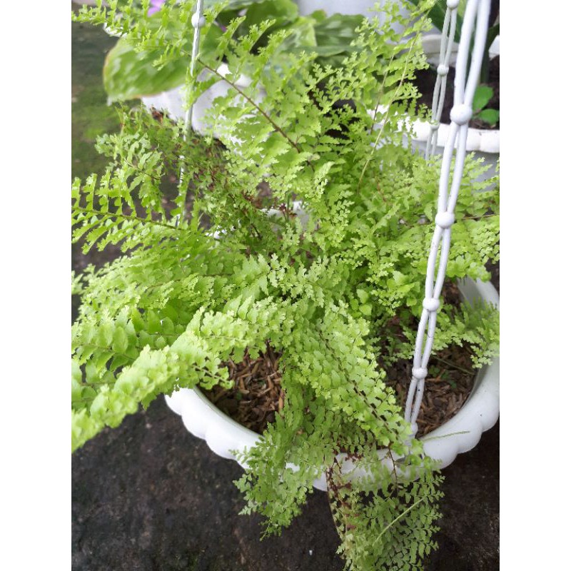 Jual pakis embun / tanaman pakis rimbun | Shopee Indonesia