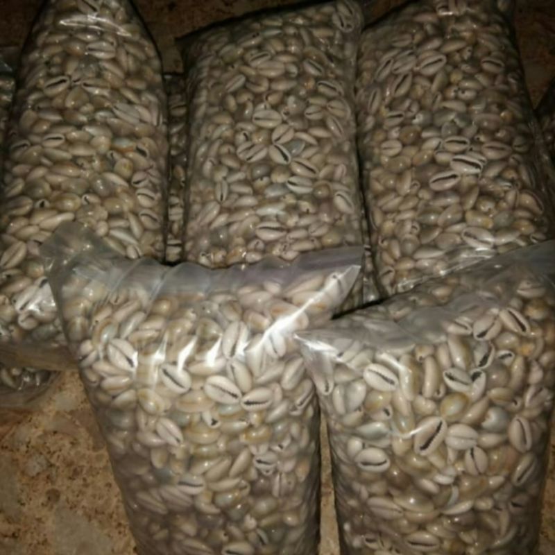 Jual Biji Congklak Kerang Asli Kiloan 1 Kg | Shopee Indonesia