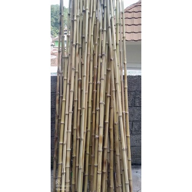 Jual BAMBU CENDANI LURUS OPEN T150 CM D2-2,5 CM | Shopee Indonesia