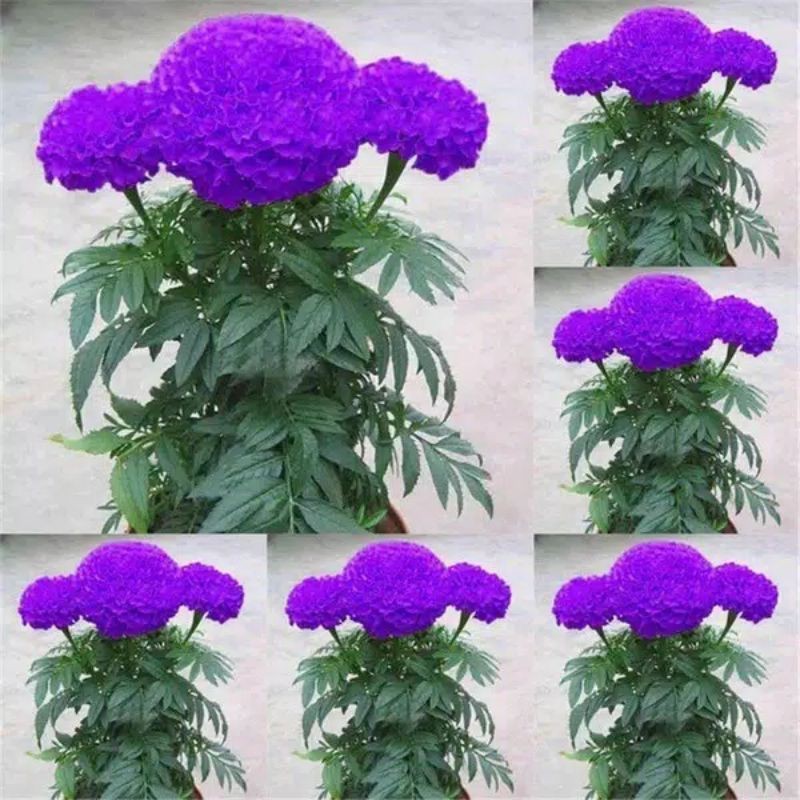 Jual BENIH BIJI BUNGA MARIGOLD UNGU/PURPLE. IMPORT | Shopee Indonesia