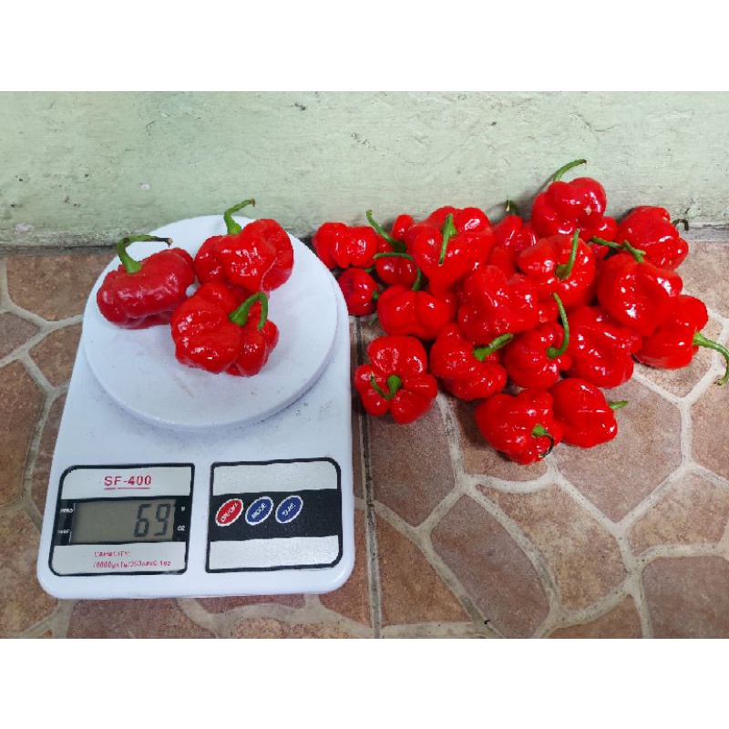 Jual Biji Cabe Red Habanero isi 10 Butir | Shopee Indonesia
