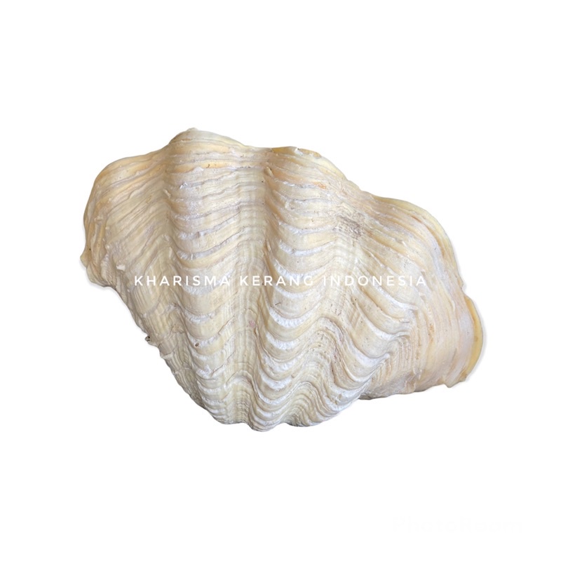 Jual TRIDACNA CROCEA SHELL TYPE AF THE BORING CLAM CROCUS CLAM SHELL ...