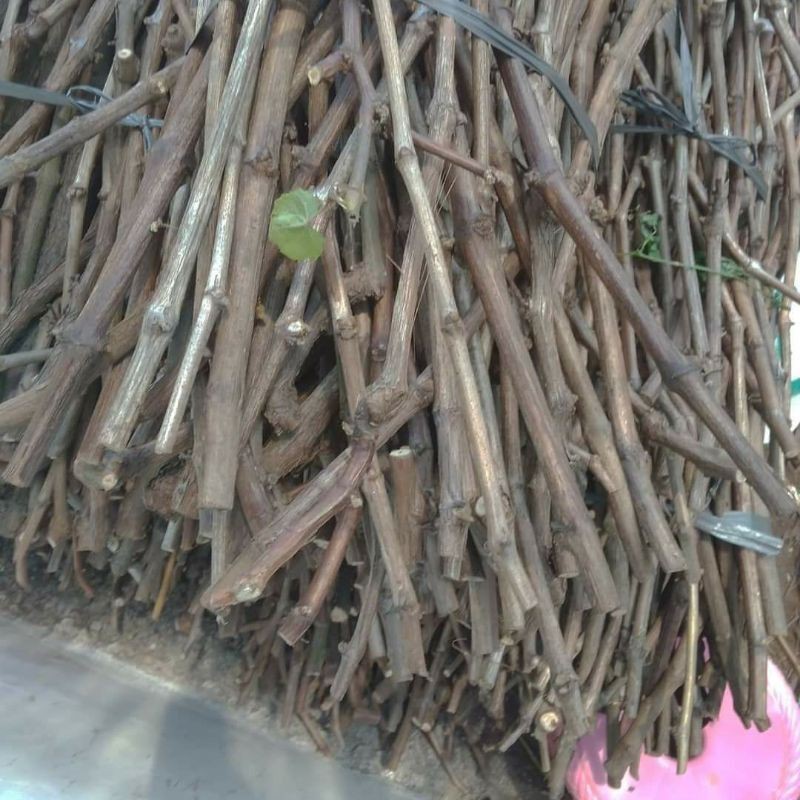 Jual Cutting tanaman anggur lokal untuk bahan rostock anggur impor ...