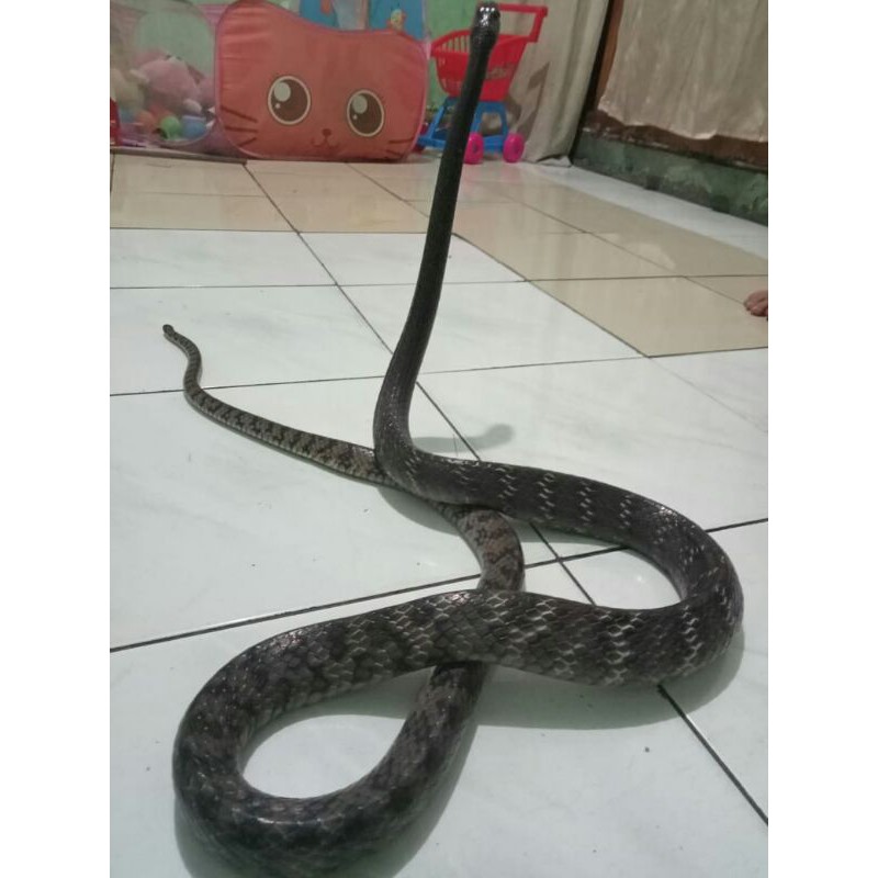 Jual ULAR JALI JUMBO / PTYAS MUCCOSA | Shopee Indonesia