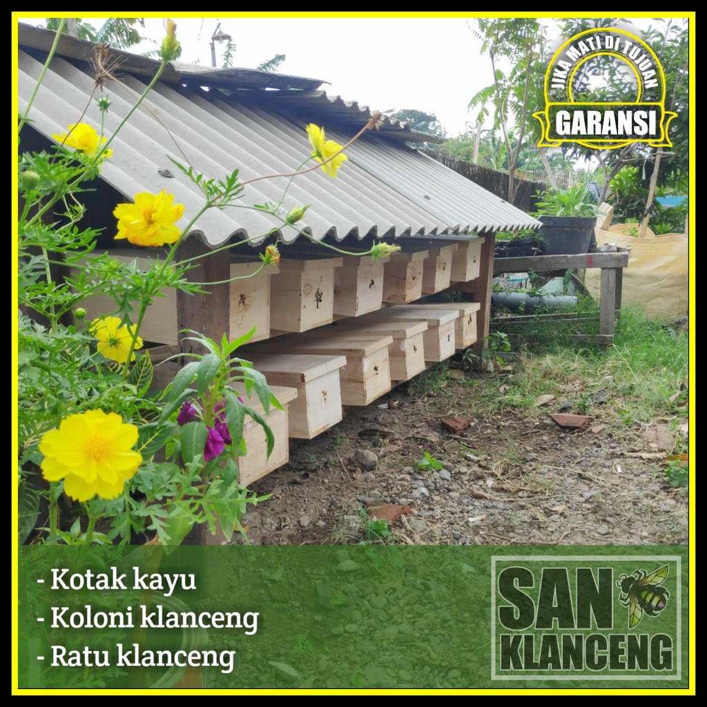 Jual KLANCENG LEBAH TERNAK / BIBIT TRIGONA KELULUT / KOLONI MADU ...
