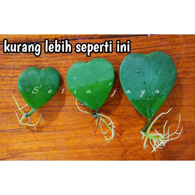 Jual hoya love - daun love - hoya kerii - hoya love - varigata - hoya ...