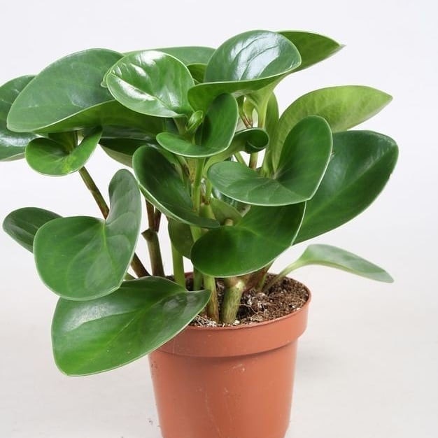 Jual Tanaman Peperomia Jade Plant Hijau Tanaman Peperomia Murah ...