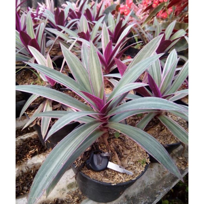 Jual Tanaman hias adam hawa (Rhoeo discolor) | Shopee Indonesia