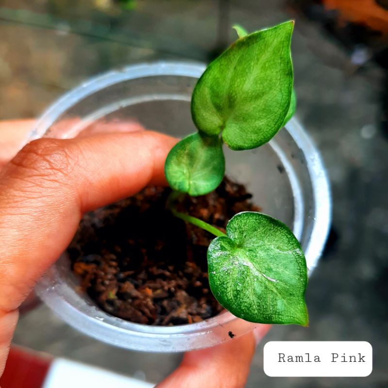 Jual Caladium Batik Wayang / bunga keladi / tanaman hias keladi murah ... Jual Caladium Batik Wayang / bunga keladi / tanaman hias keladi murah ...