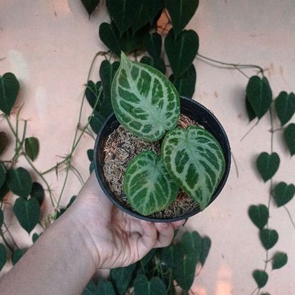 Jual kuping gajah silver blush anthurium | Shopee Indonesia