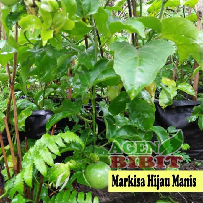 Jual BIBIT POHON BUAH MARKISA HIJAU JUMBO - TANAMAN ERBIS BESAR | Shopee Indonesia