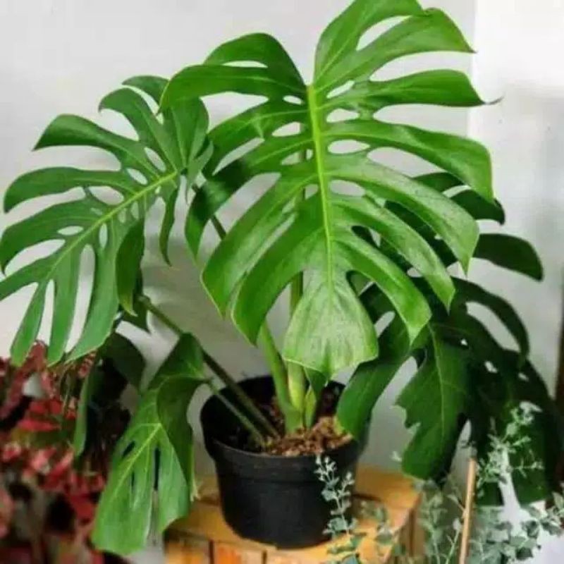 Jual Monstera king Deliciosa Big Size | Shopee Indonesia