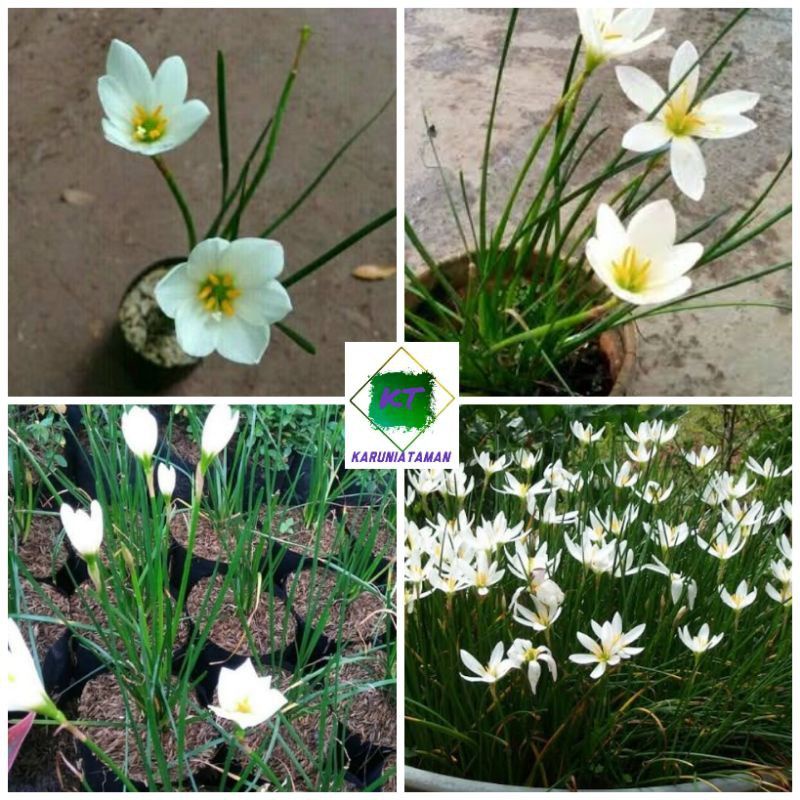 Jual paket 10 pohon / 10 umbi, tanaman hias lili hujan bunga putih ...