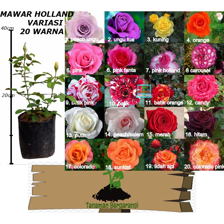 Jual Tanaman Bunga Mawar (rosa sp)Berbunga Besar pilih Variasi Warna ...