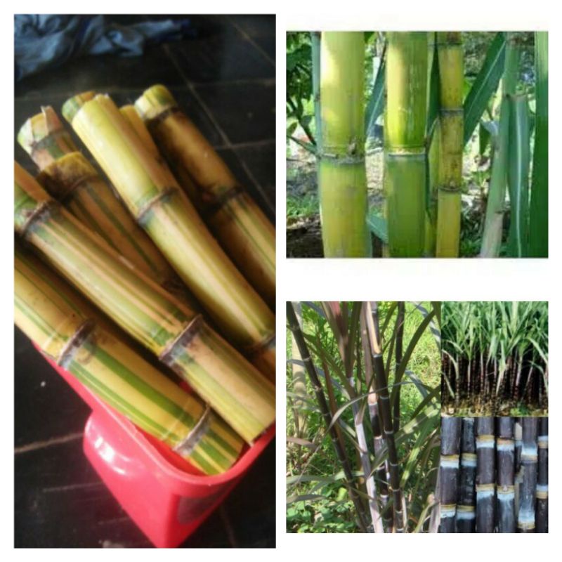 Jual Tebu Kuning segar konsumsi perbatang Tebu Hitam Tebu Hijau ...