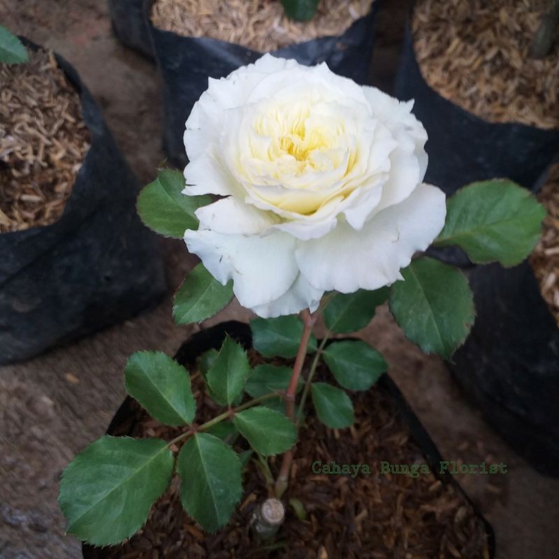 Jual Bunga Mawar Putih - SUPER WANGI ( Real Pict ) | Shopee Indonesia