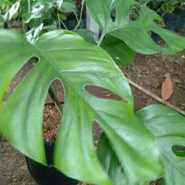 Jual Tanaman hias monstera rhapidopora-Raphidopora pertusa | Shopee ...