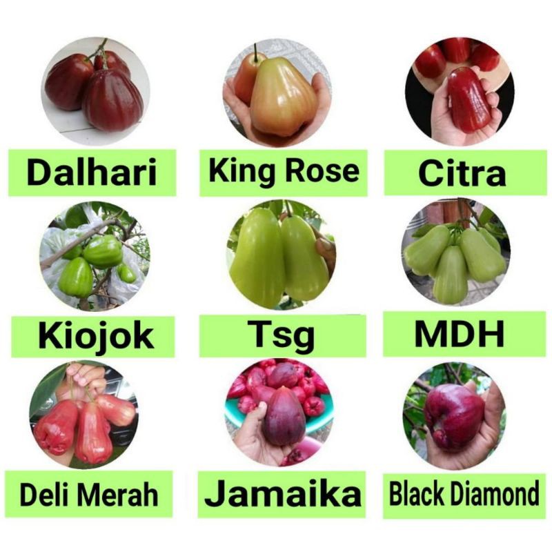 Jual Paket 9 Jambu Air Dalhari|King Rose|Citra|Kiojok|TSG|MDH|Deli ...