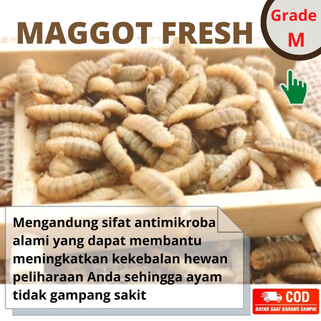 Jual Maggot BSF Fresh Pakan Ternak Grade S 100 Gram Larva Lalat BSF ...