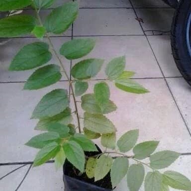 Jual BIBIT TANAMAN BUAH SERI-CERI-KERSEN-KARSEN-DAUN TALOK-POHON CHERRY ...